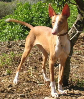 Andalusianpodenco - Espanjan katukoirat ryEspanjan katukoirat ry