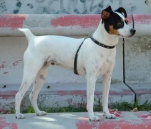 Andalusianrottaterrieri - Espanjan katukoirat ryEspanjan katukoirat ry